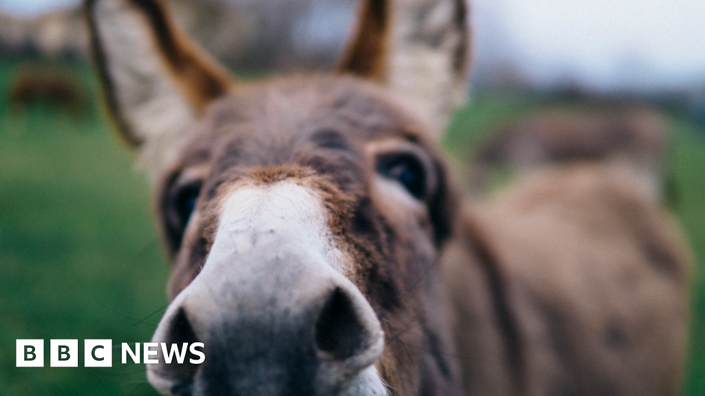 NI Paper Review: Farewell to the world's oldest mule - BBC News
