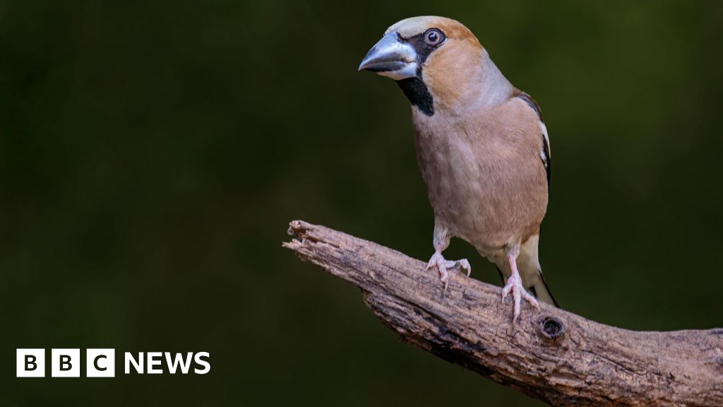 Herefordshire sighting of rare bird hailed by wildlife trust