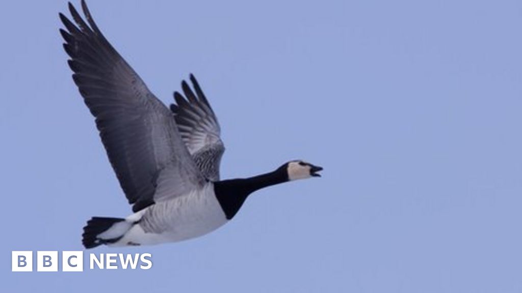 Arctic wild goose chase threatens chicks as temperatures rise - BBC News