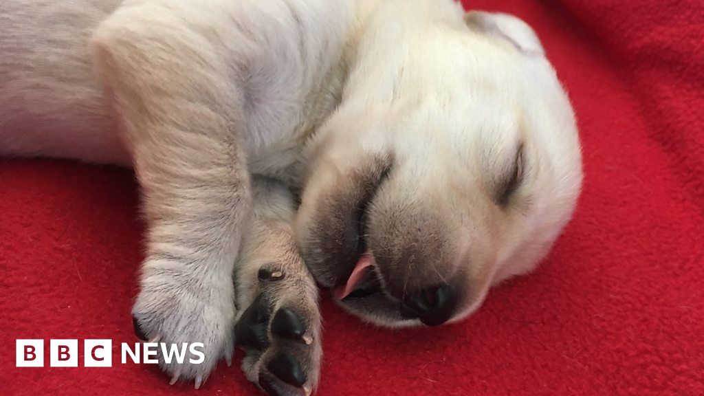 Meet the guide dogs of the future - BBC News