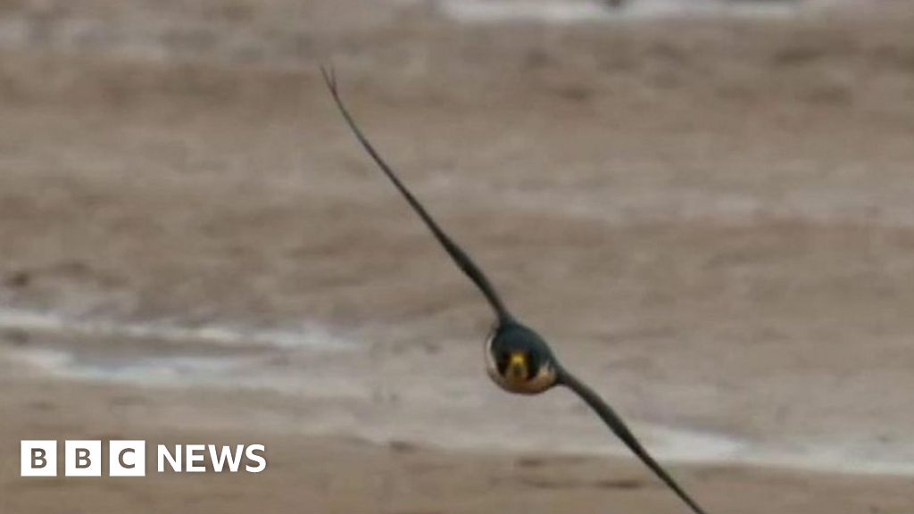 Birds' eye view reveals fantastic Wirral falcon footage - BBC News