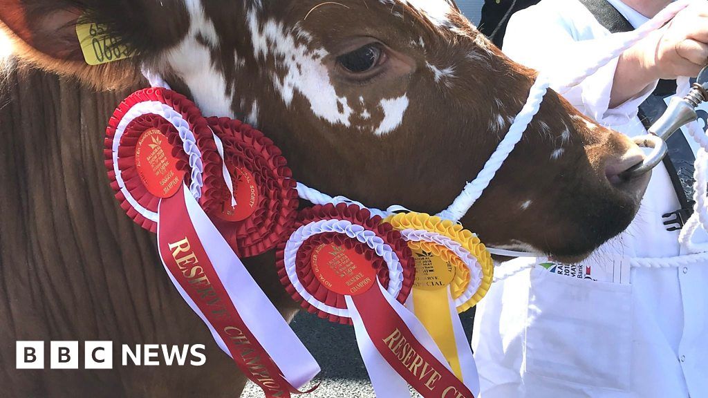 Balmoral Show: What makes for a prize cow? - BBC News