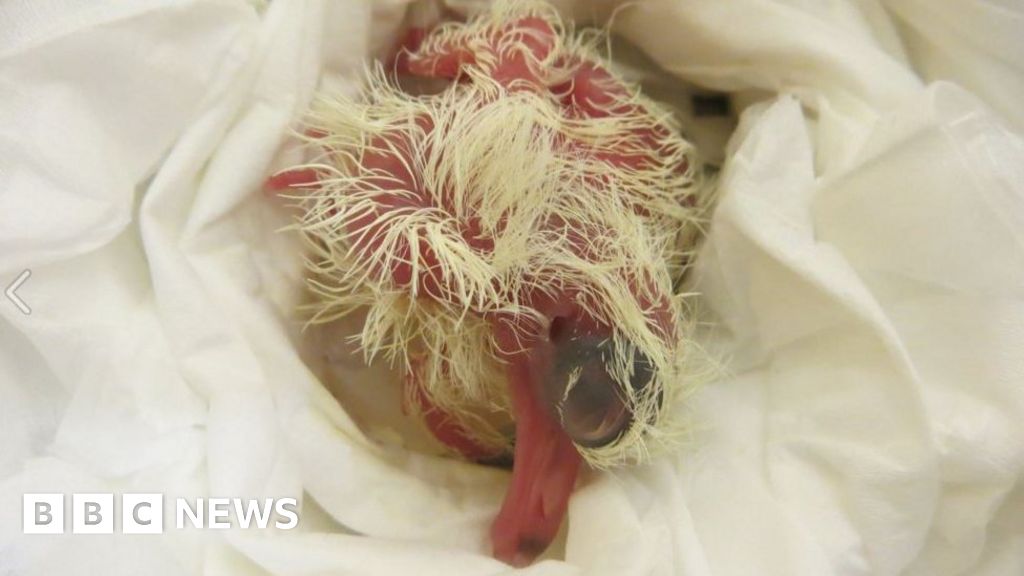 Rare pink pigeon born at Jersey wildlife park - BBC News