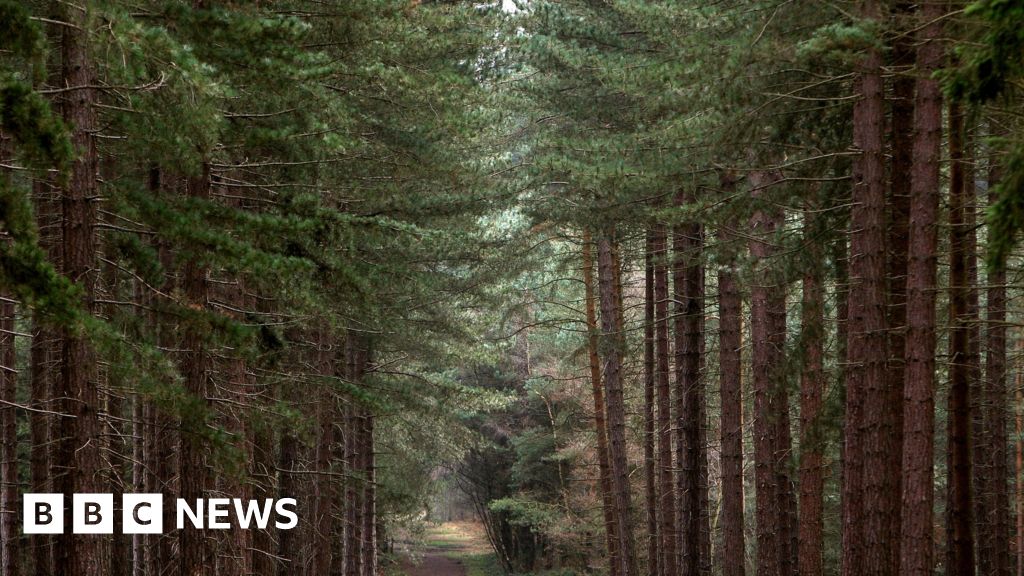 New 'community forest' will be planted in Tees Valley by 2025 - BBC News