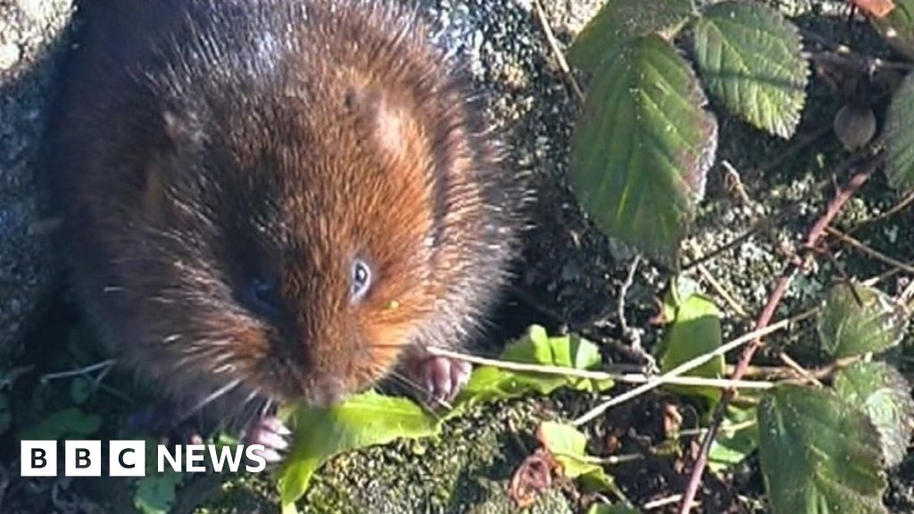 Washburn Valley release for threatened water voles
