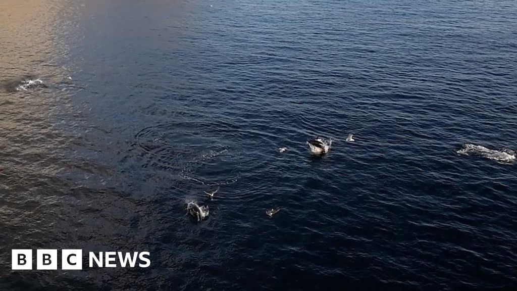 Bluefin tuna caught on camera in Cornish feeding frenzy - BBC News