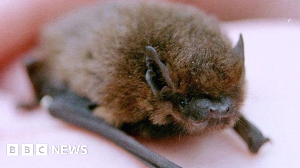 Midge-munching common pipistrelle bat on the rise - BBC News