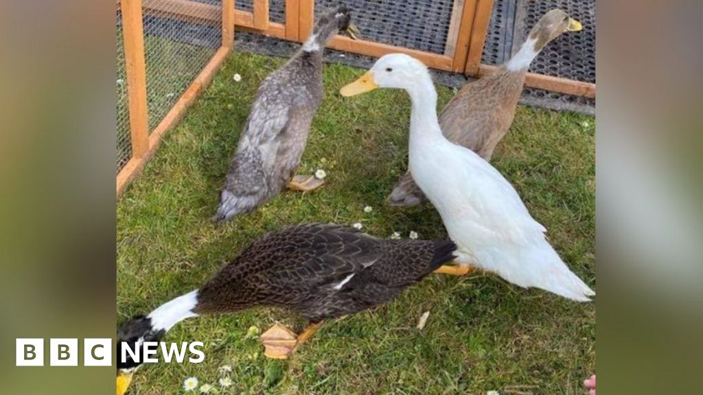 Duck theft leaves Blackpool schoolchildren devastated - BBC News