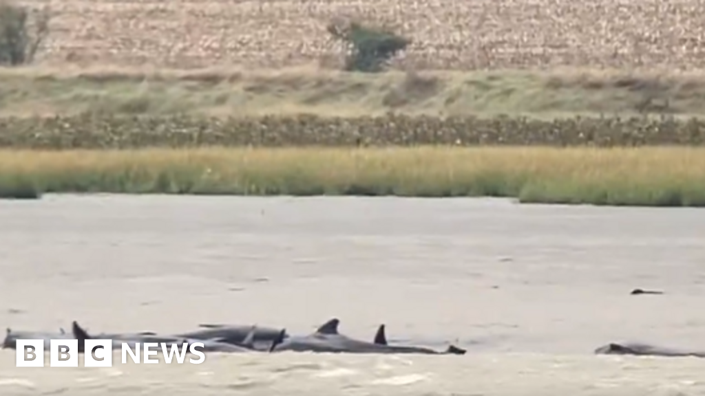 Swale Estuary: Operation under way to save stranded whales - BBC News