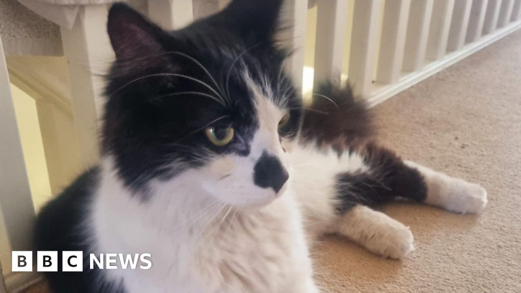 Missing cat found in Exeter Airport kitchen roof - BBC News