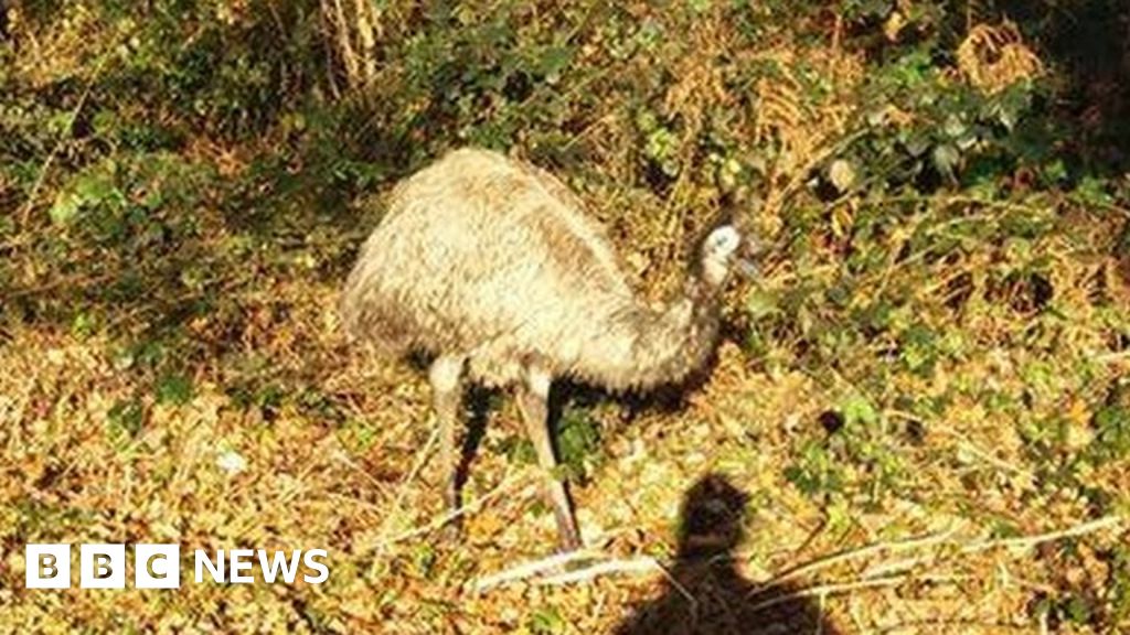 Mystery emu appears on south Taff Trail cycle path - BBC News
