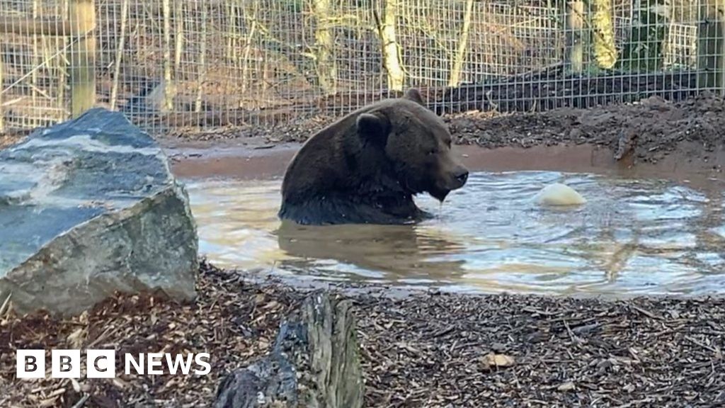 Diego the rescued bear cools off at Suffolk wildlife park - BBC News