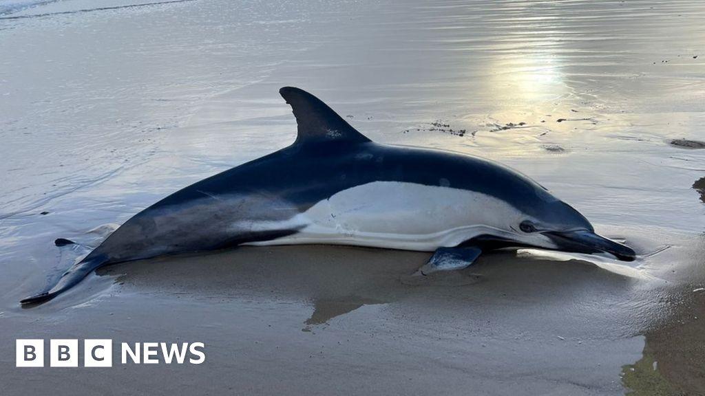 Stranded South Gare dolphin rescued and returned to sea - BBC News