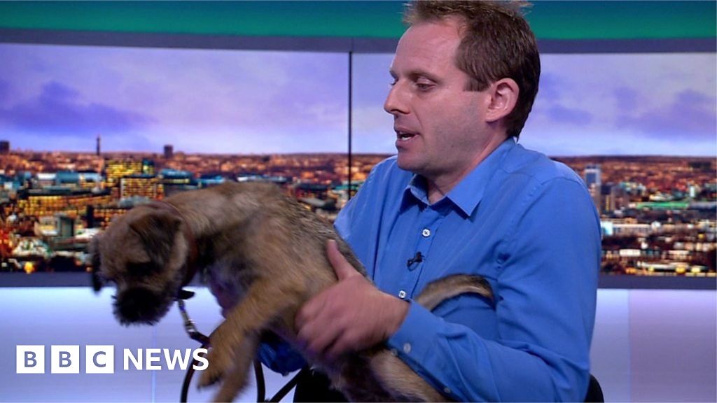 What happens when you let a dog in the studio... - BBC News
