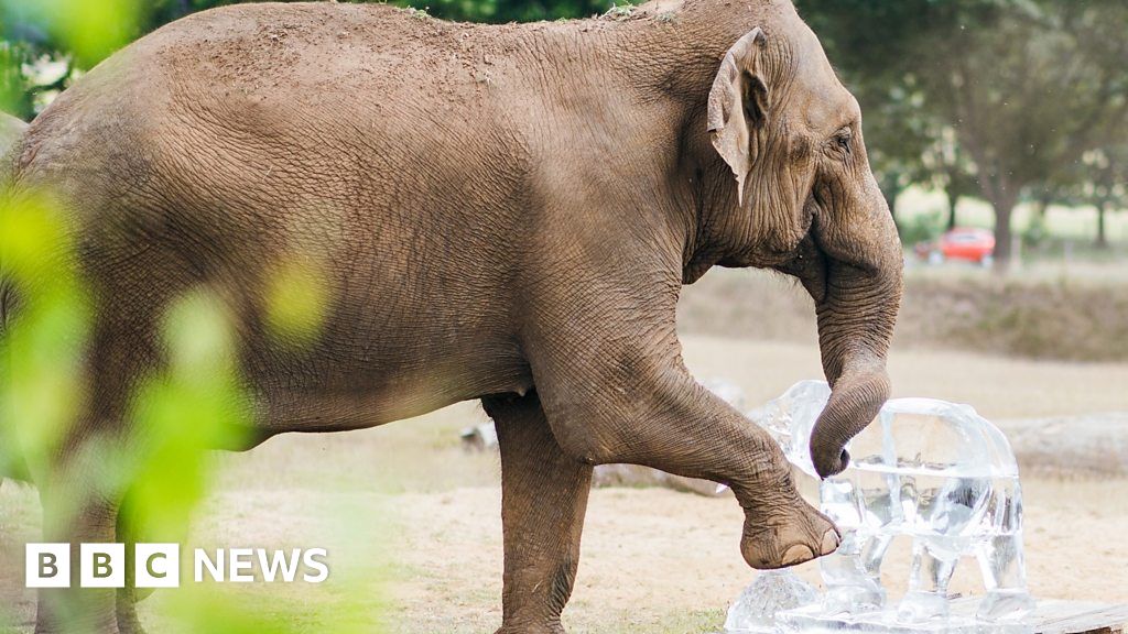 Woburn elephants stay cool with ice sculpture likeness - BBC News