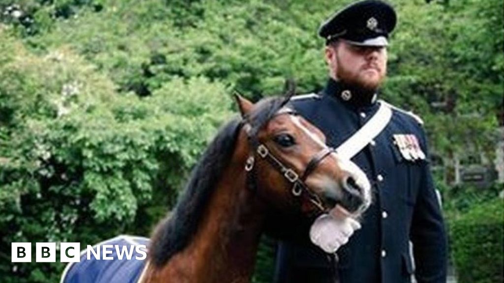 Welsh Cavalry adopt mountain pony as new mascot - BBC News