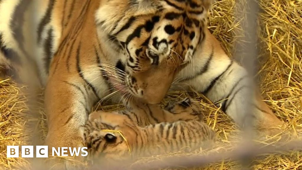 Woburn Safari Park Amur tiger cubs emerge - BBC News
