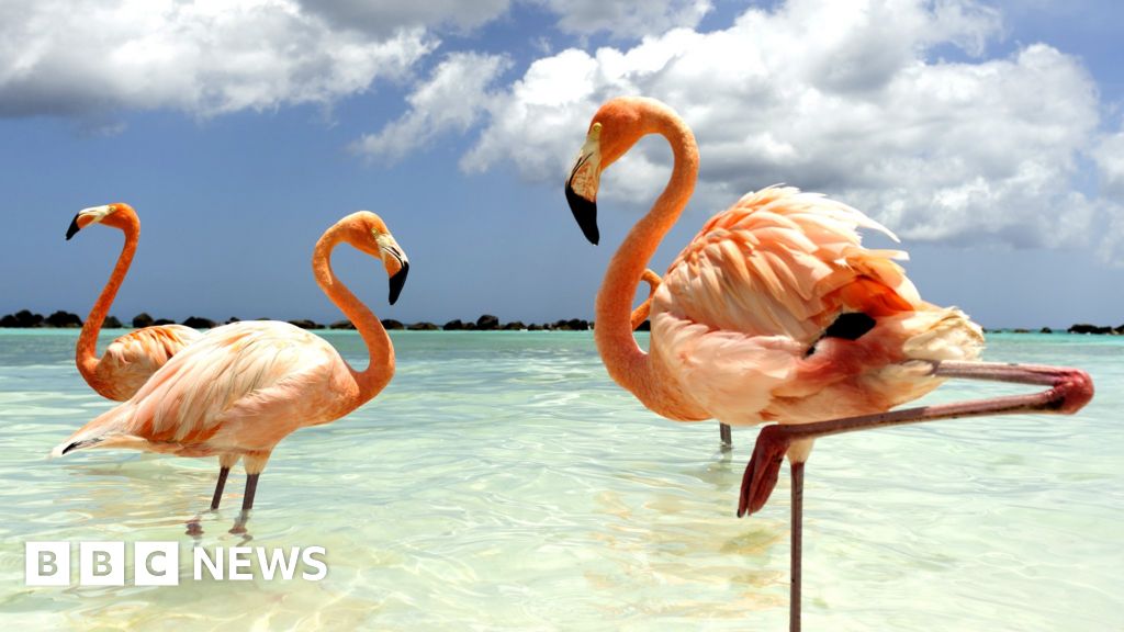 Flamingo balancing act saves energy - BBC News