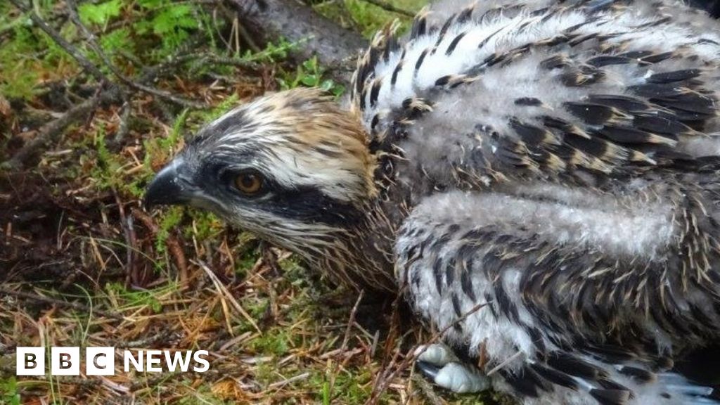 Scottish osprey chicks moved to Spain