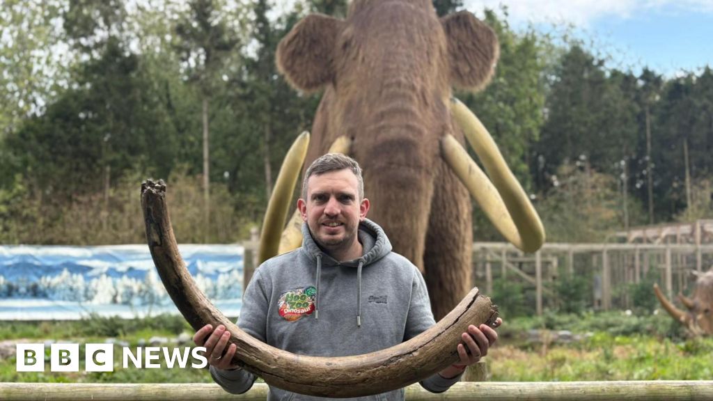 Ancient woolly mammoth tusk on display at Telford's Hoo Zoo