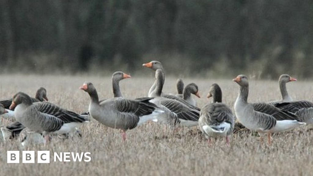 Bird flu killed more than 130 geese on Isle of Man, government confirms ...