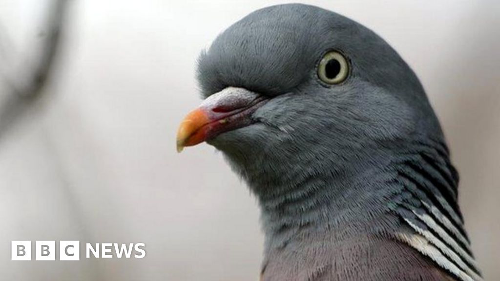 Injured pigeons 'ambulance service' takes off in Aberdeen