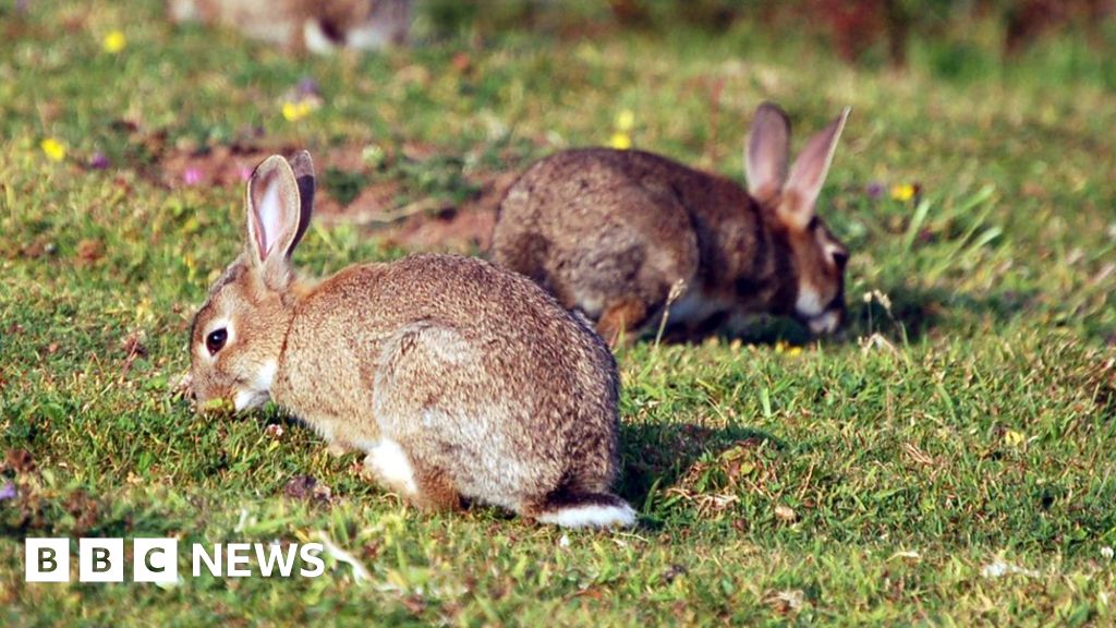 Dog owners warned of myxomatosis on Alderney - BBC News