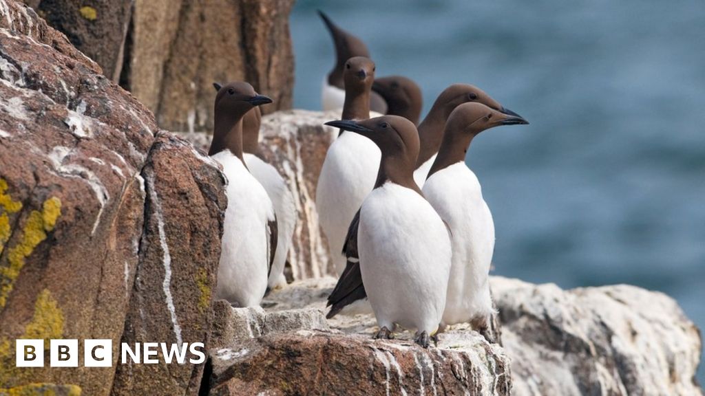 Global pandemic fears on islands hit by bird flu - BBC News