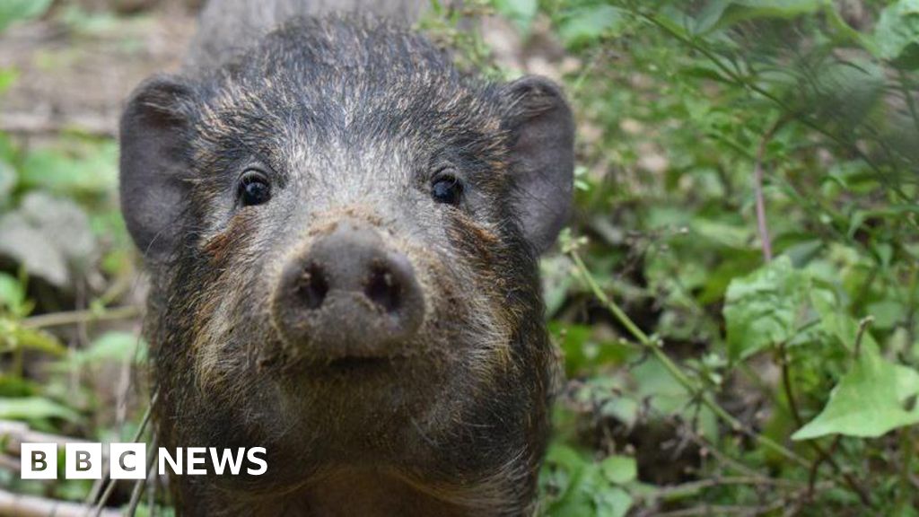 Jersey Durrell trust helps release nine pygmy hogs in India