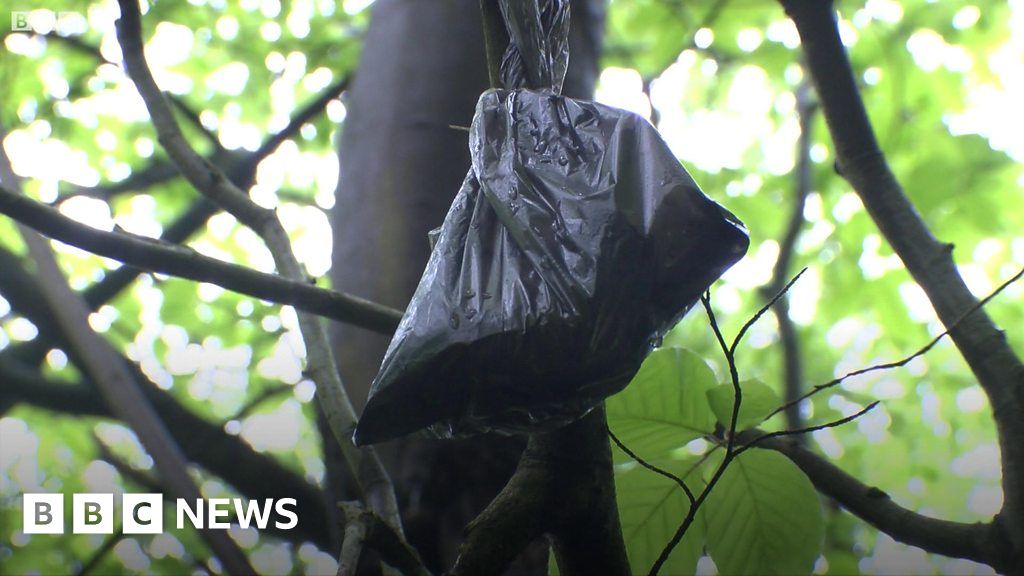 Poo bags slung in trees at beauty spots 'an abomination' - BBC News