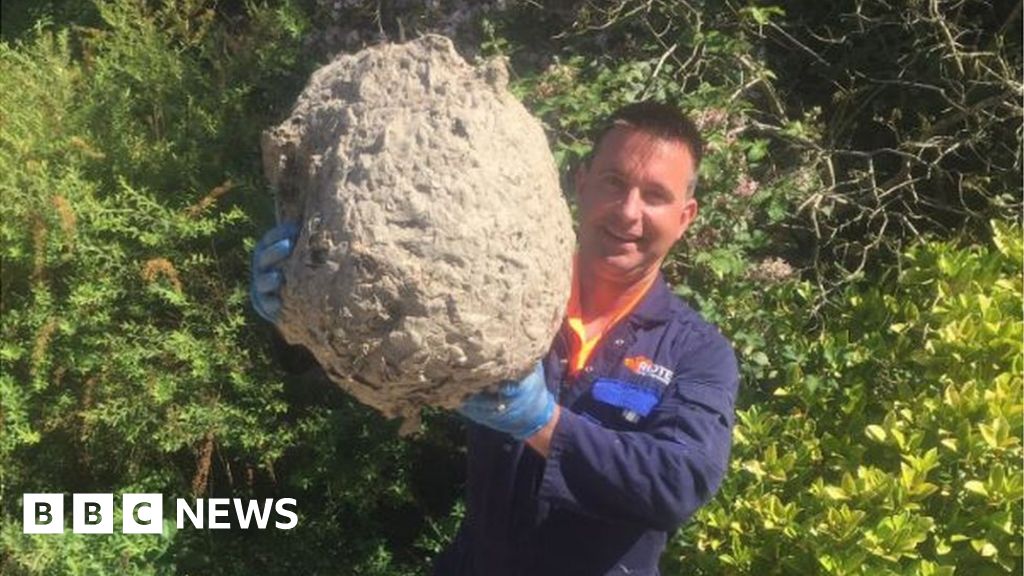'Monster' wasp nests found in Basingstoke attic - BBC News