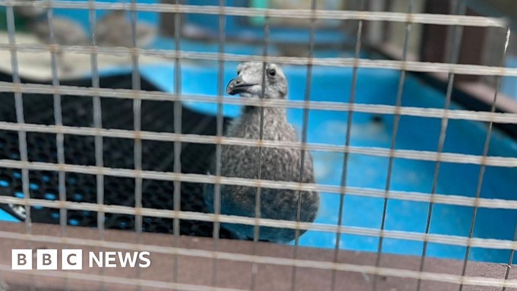 Cornwall wild bird hospital facing busy summer - staff