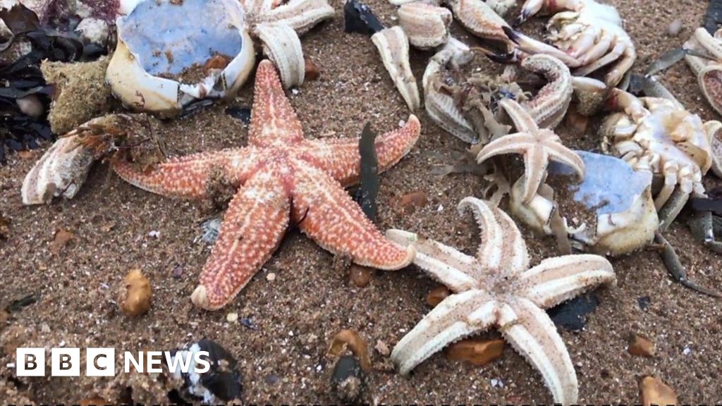 Dead starfish and lobsters washed up on beaches - BBC News