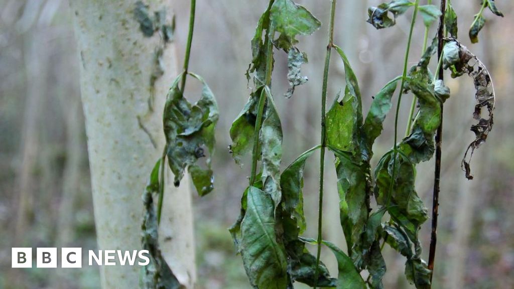 Park trees to be felled in fight against ash dieback spread - BBC News