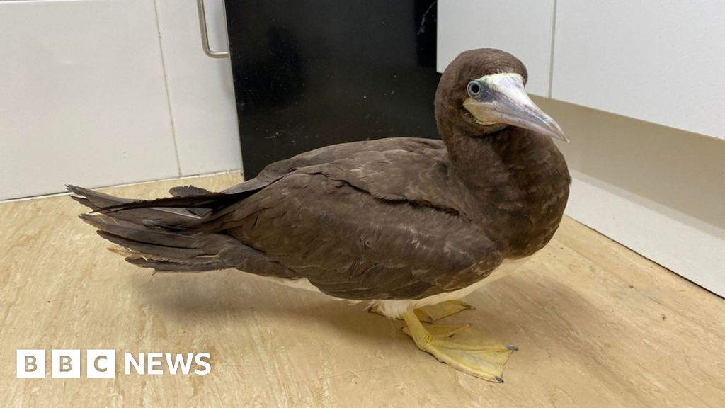 Brown booby found on Hove beach 'could have been blown off course'