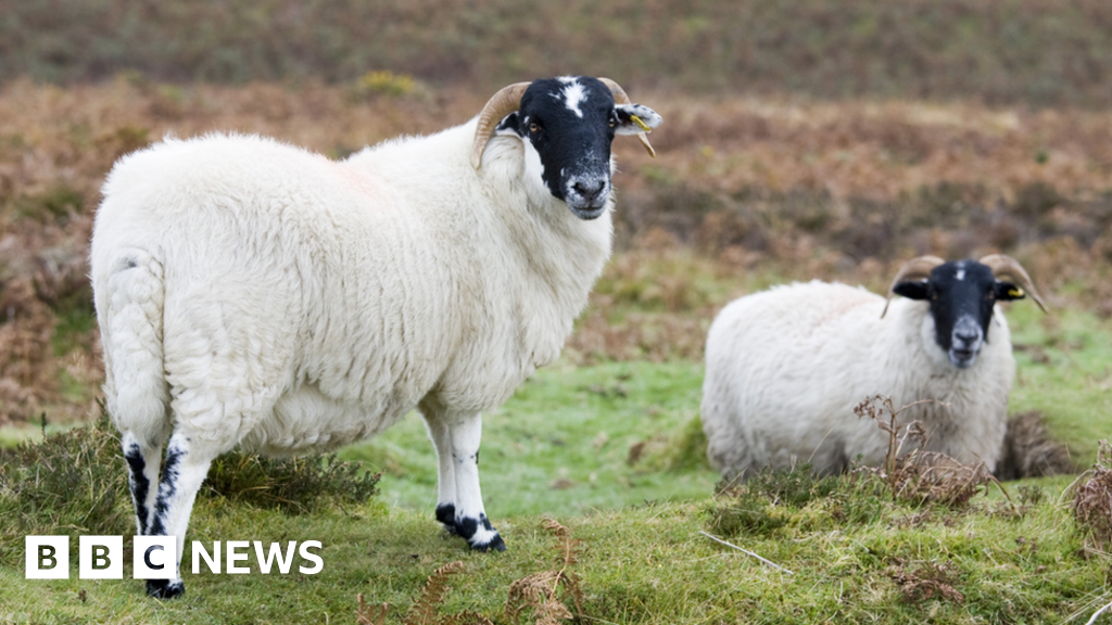 Warning over spate of attacks on Dartmoor sheep by dogs - BBC News
