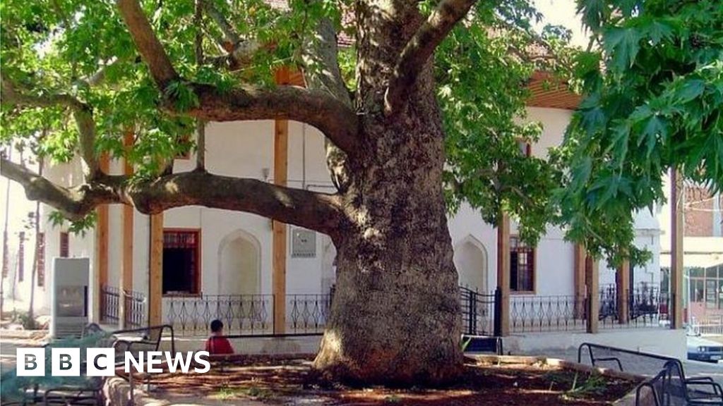 Turkish forests seek to restore Ottoman glory - BBC News