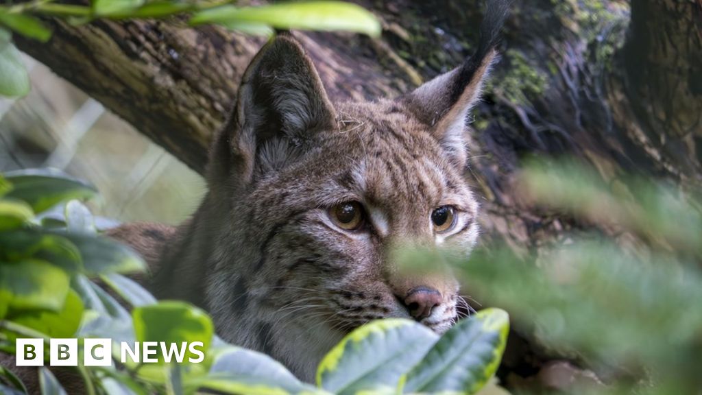 Dartmoor Zoo welcomes 'beautiful' Lynx from Germany