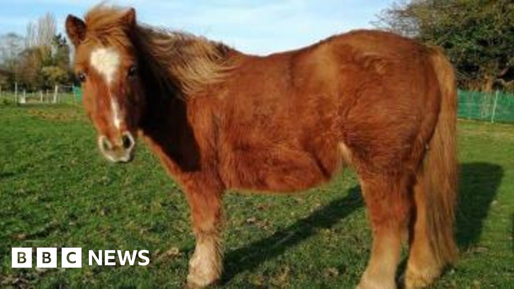 Preston pony theft: Stolen 33-year-old Shetland pony found dead - BBC News