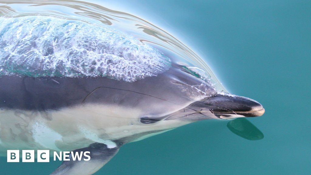 New atlas of Scotland's west coast marine wildlife - BBC News