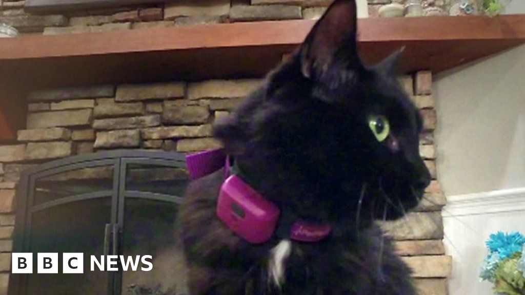 Tech for your cat including a remote-controlled mouse - BBC News