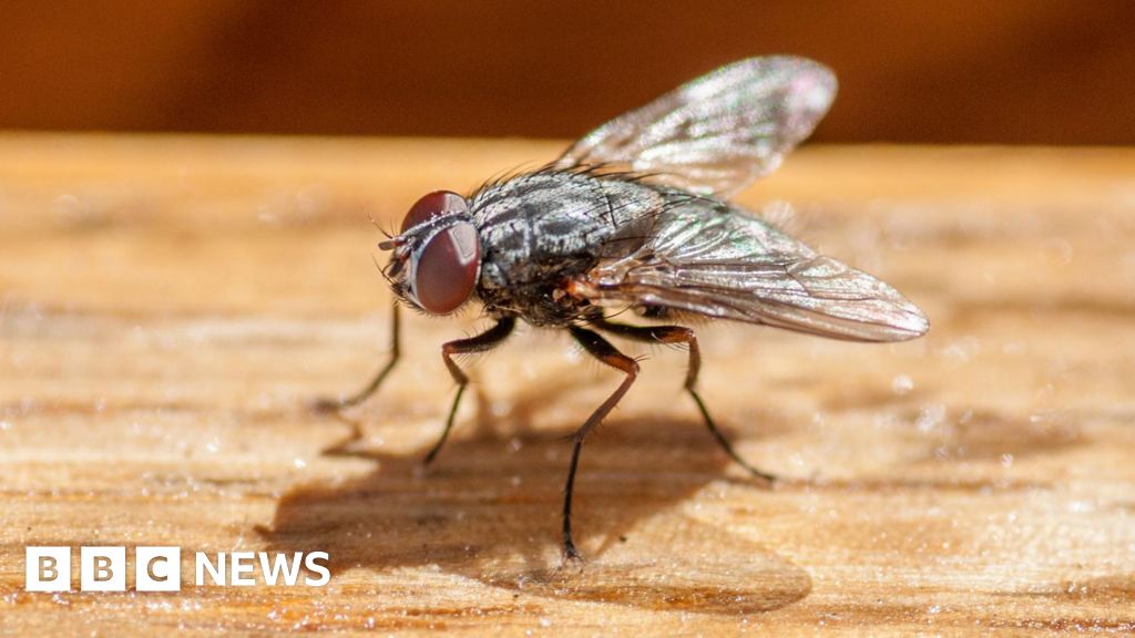 'Fly contamination' concerns over housing plans in Uckfield