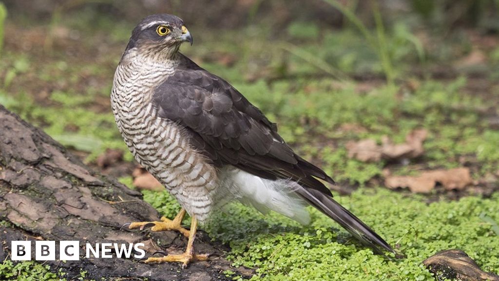 Protected sparrow hawk found shot dead in Darlington woods - BBC News