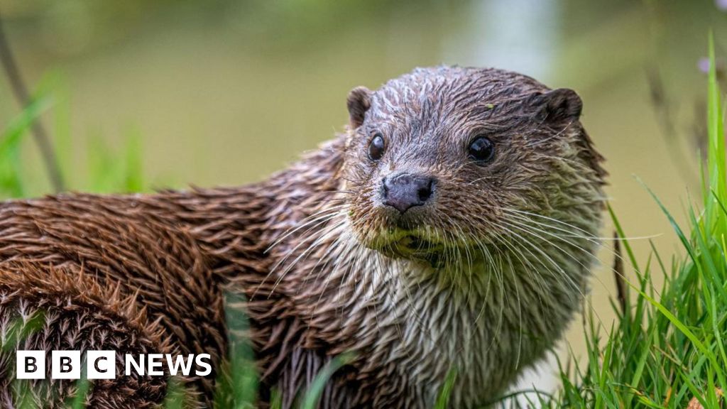 Stockton river work aims to boost wildlife
