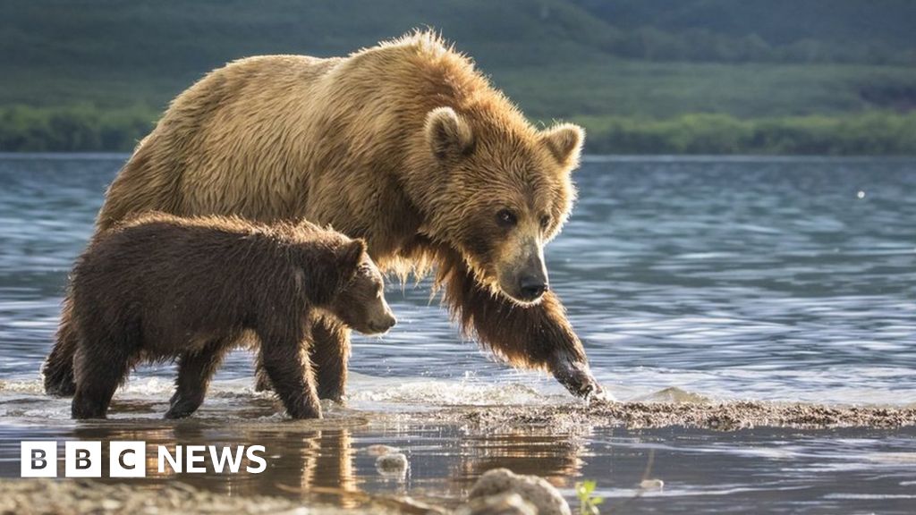 The first round of National Geographic competition - BBC News