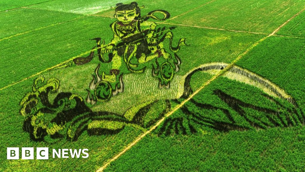 In pictures: 3D art in China's rice paddy fields - BBC News