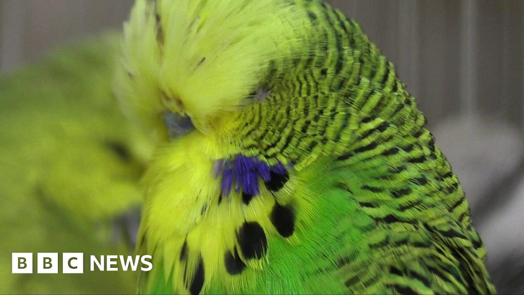 A couple talk about their huge collection of budgerigars - BBC News