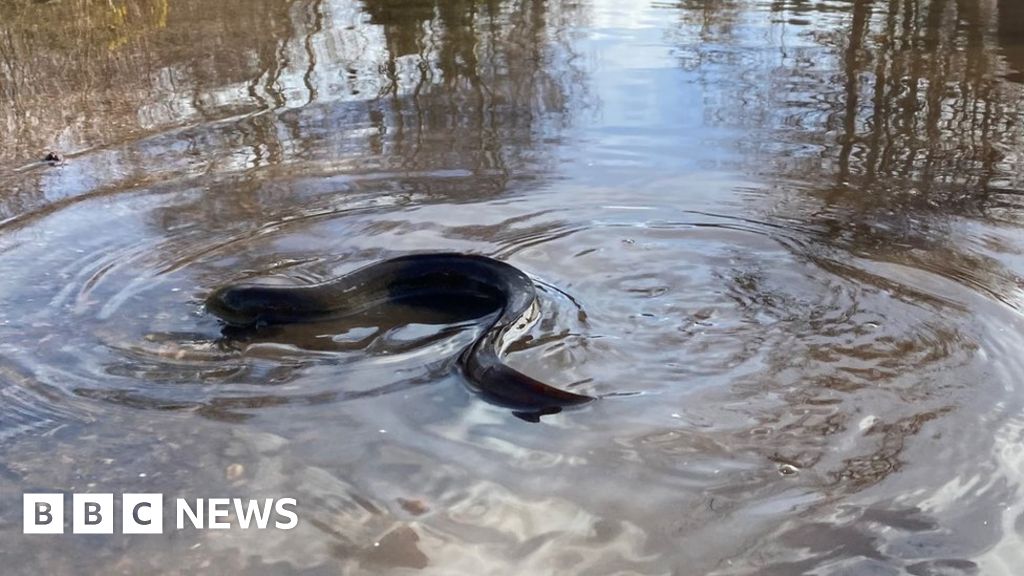 Endangered eel spotted swimming in Dorset puddle by postman - BBC News