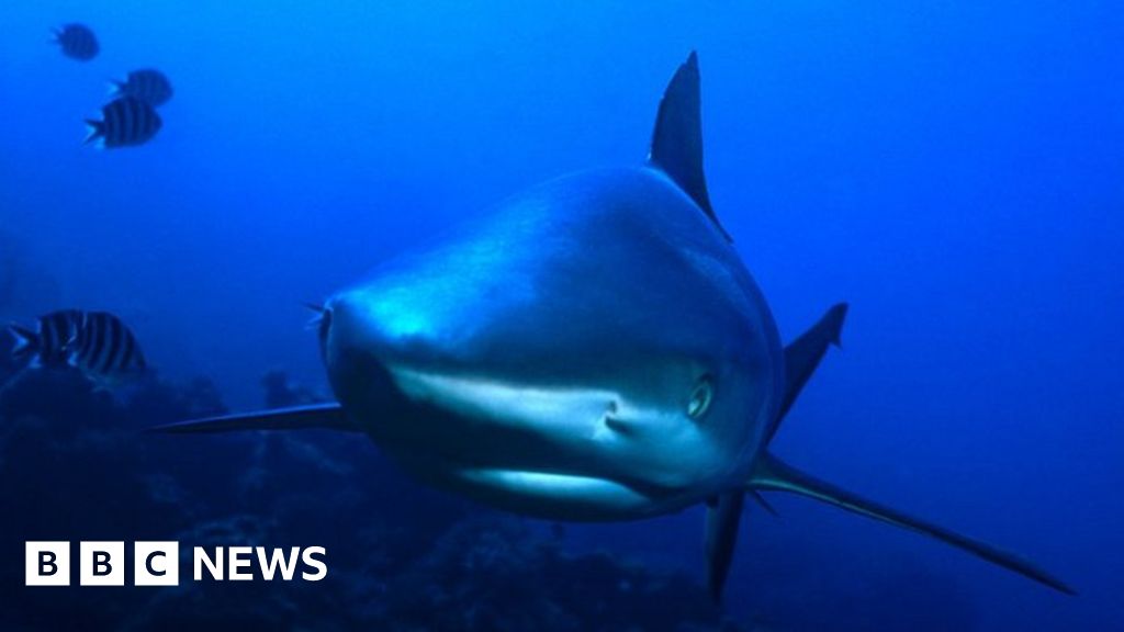 Sharks 'functionally extinct' in 20% of world's reefs - BBC News