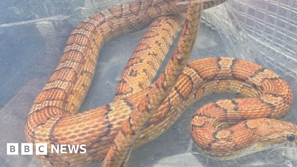 Portsmouth: Snake freed from shed by RSPCA and firefighters